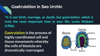 Gastrulation in Sea Urchin | PDF