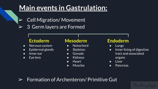 Gastrulation in Sea Urchin | PDF