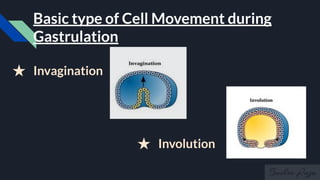 Gastrulation in Sea Urchin | PDF