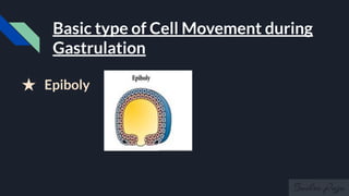 Gastrulation in Sea Urchin | PDF