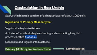 Gastrulation in Sea Urchin | PDF