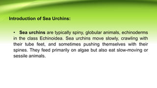 Gastrulation in sea urchins | PPTX