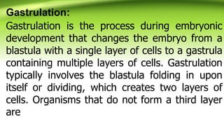 Gastrulation in sea urchins | PPTX