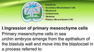 Gastrulation in sea urchins | PPTX