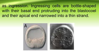 Gastrulation in sea urchins | PPTX