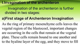 Gastrulation in sea urchins | PPTX