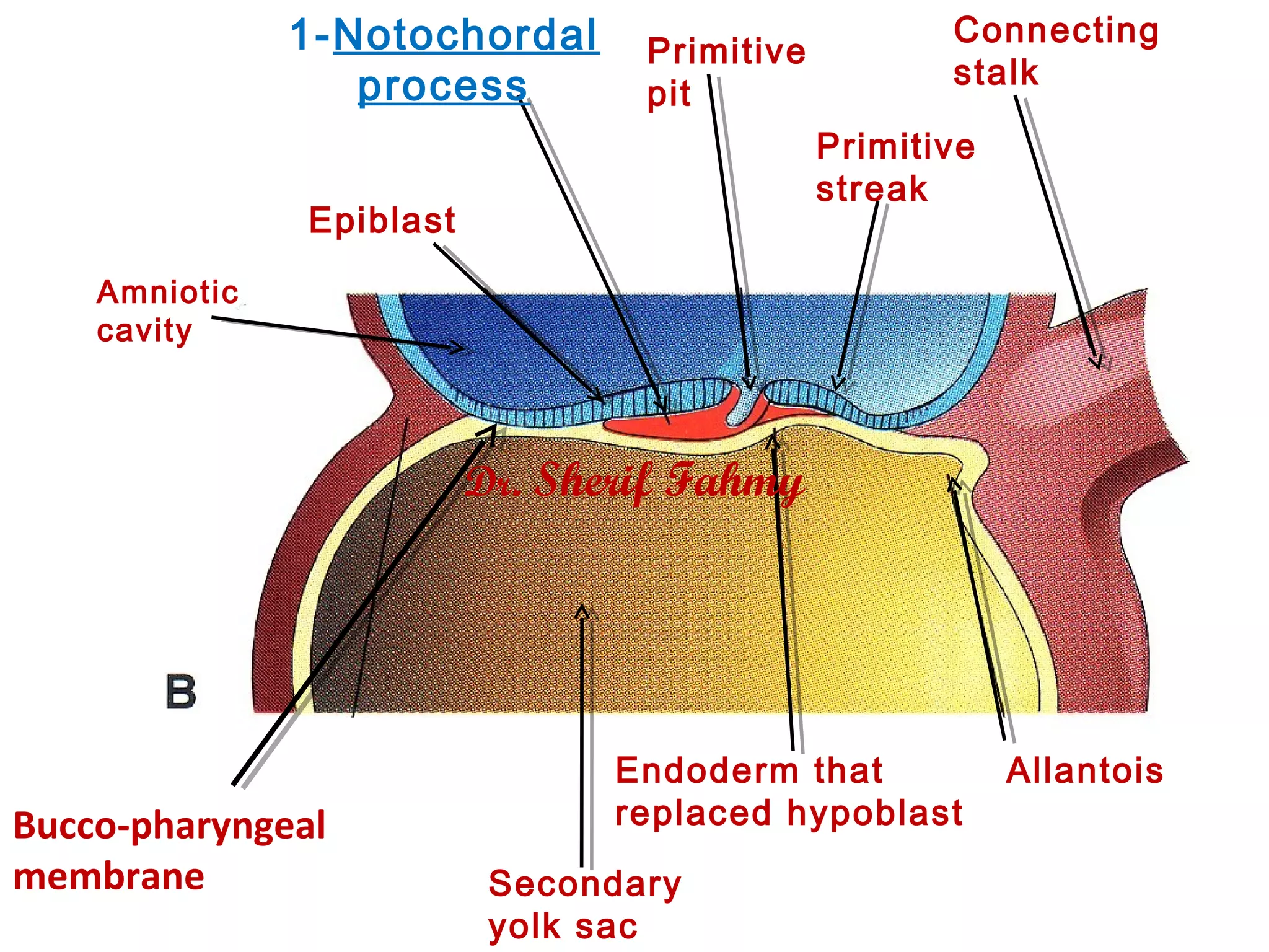 Gastrulation & Notochord (General Embryology) | PPS
