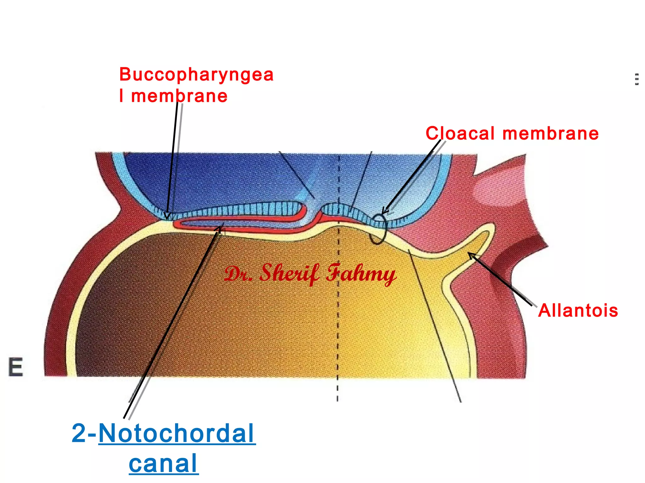 Gastrulation & Notochord (General Embryology) | PPS