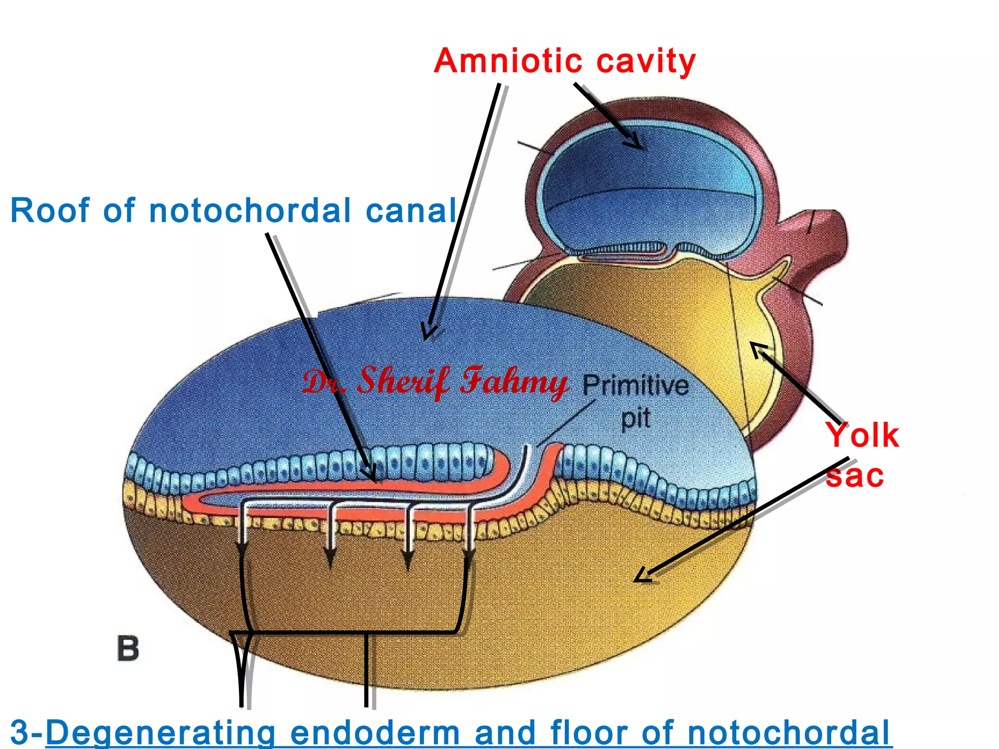 Gastrulation & Notochord (General Embryology) | PPS
