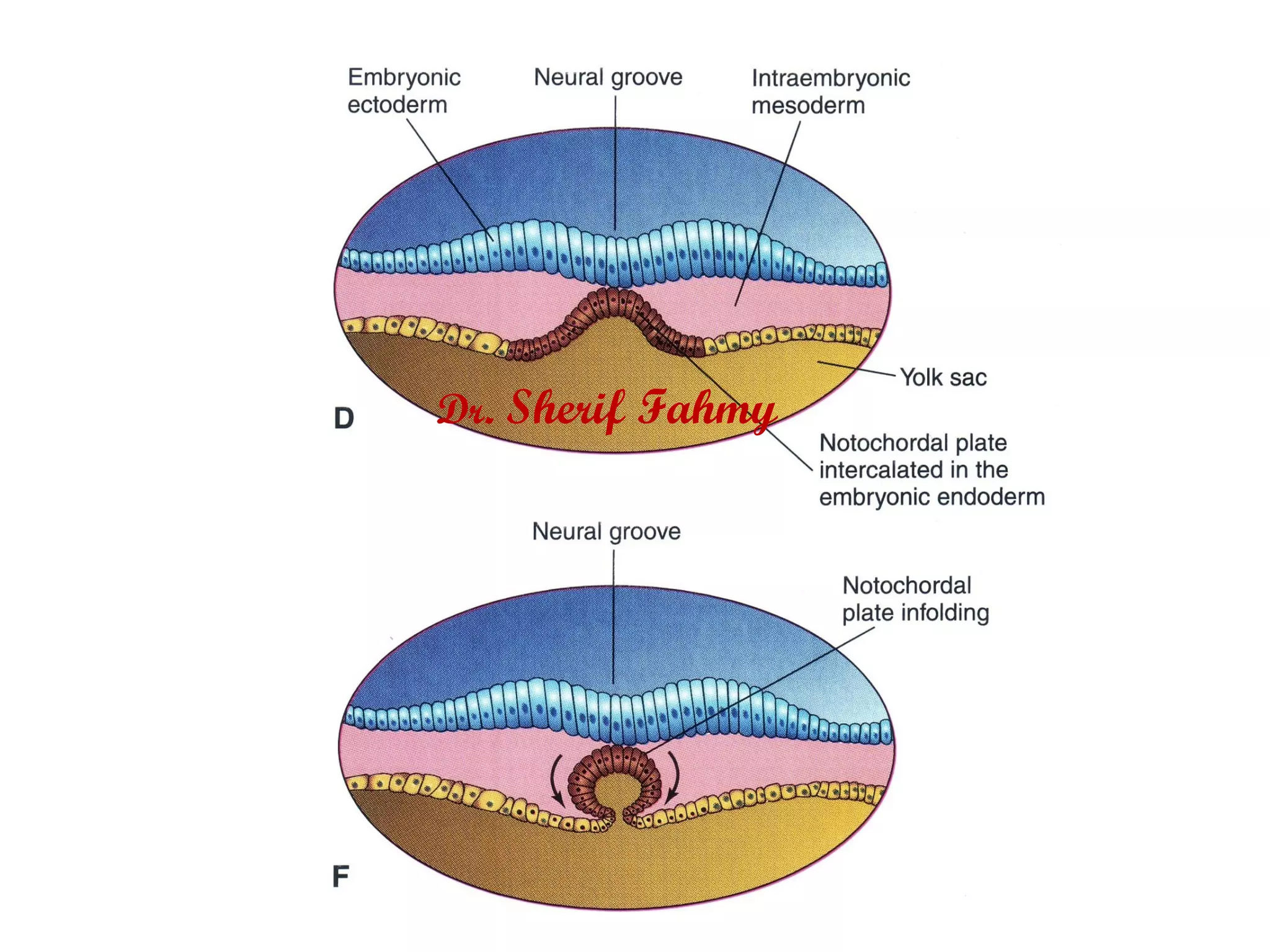 Gastrulation & Notochord (General Embryology) | PPS