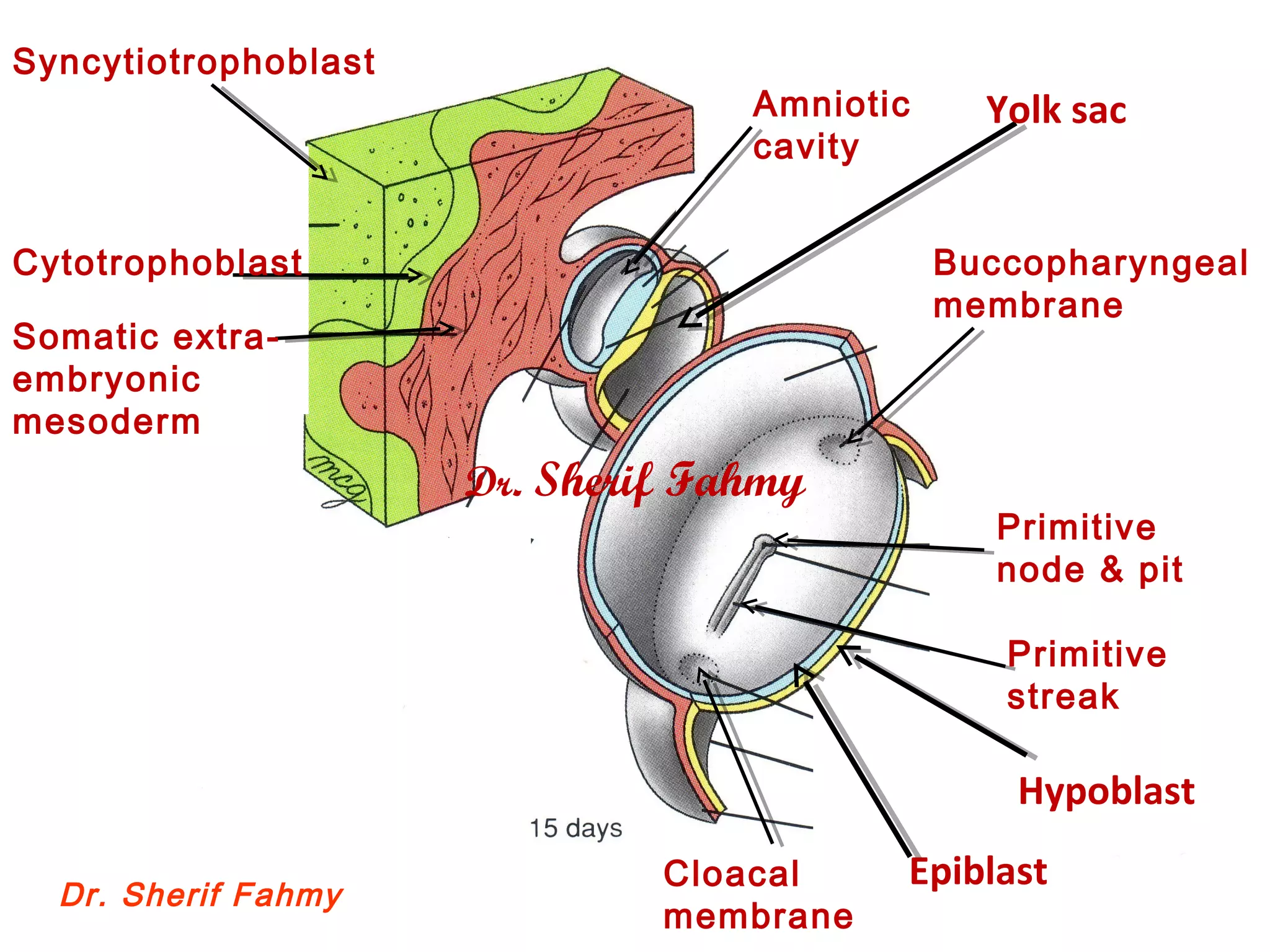 Gastrulation & Notochord (General Embryology) | PPS