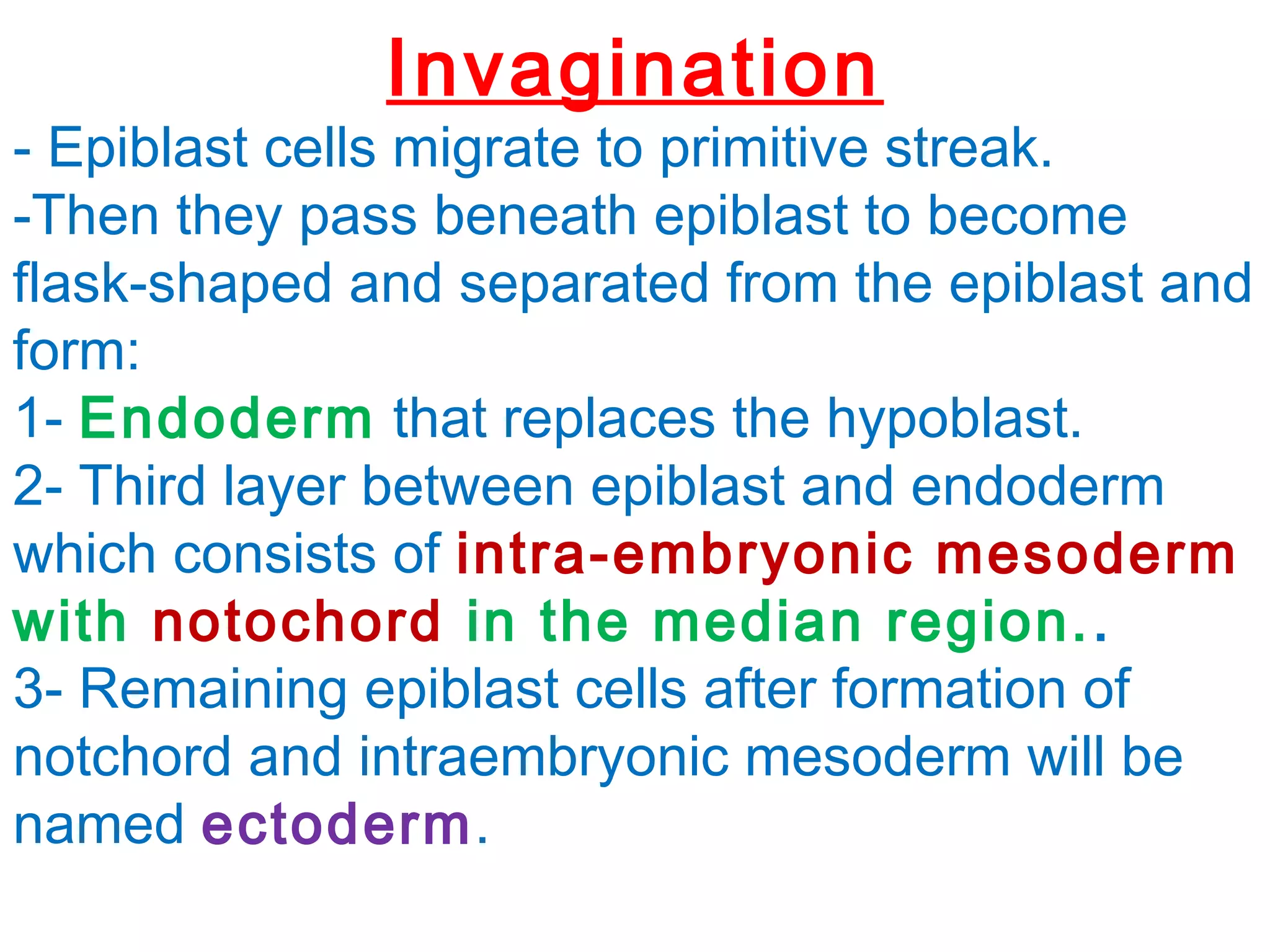 Gastrulation & Notochord (General Embryology) | PPS