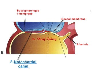 Gastrulation & Notochord (General Embryology) | PPS
