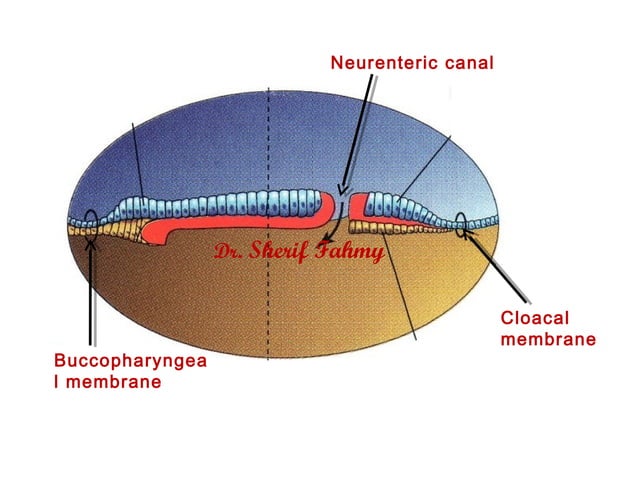 Gastrulation & Notochord (General Embryology) | PPS