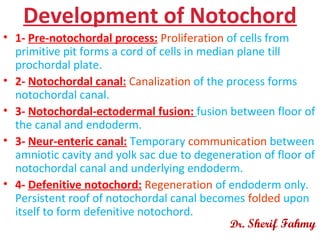 Gastrulation & Notochord (General Embryology) | PPS