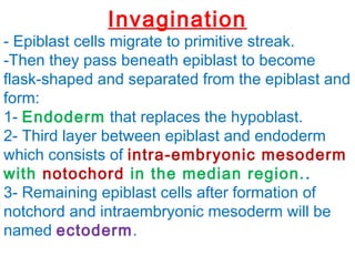 Gastrulation & Notochord (General Embryology) | PPS