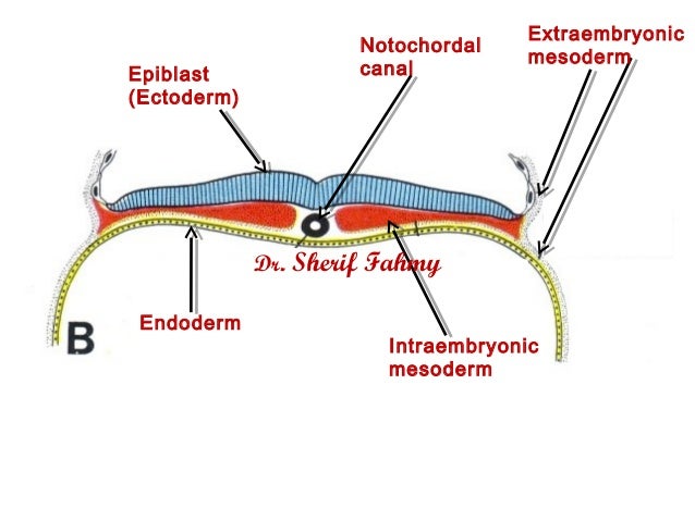 Gastrulation & Notochord (General Embryology)