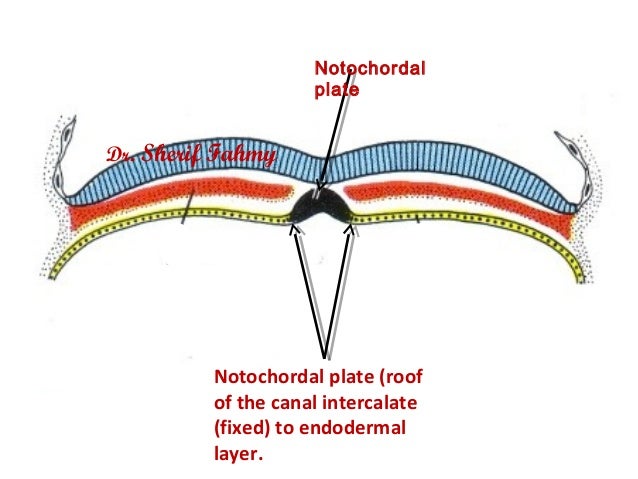 Gastrulation & Notochord (General Embryology)