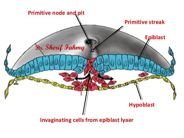 Gastrulation & Notochord (General Embryology)
