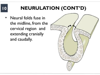 GASTRULATION, NOTOCHORD AND NEURULATION.pptx