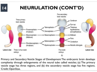 GASTRULATION, NOTOCHORD AND NEURULATION.pptx