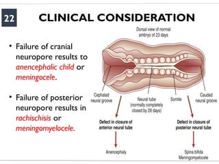 GASTRULATION, NOTOCHORD AND NEURULATION.pptx