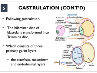 GASTRULATION, NOTOCHORD AND NEURULATION.pptx