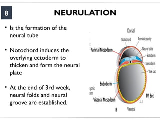 GASTRULATION, NOTOCHORD AND NEURULATION.pptx