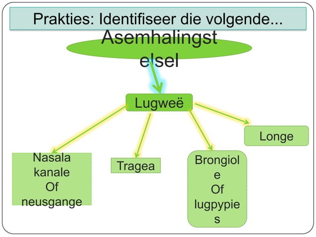 Gaswisseling les 1 | PPTX