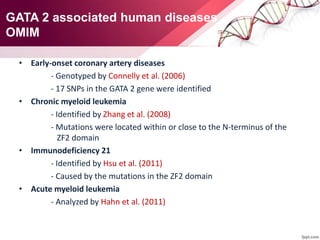 Introduction to GATA2 gene | PPT