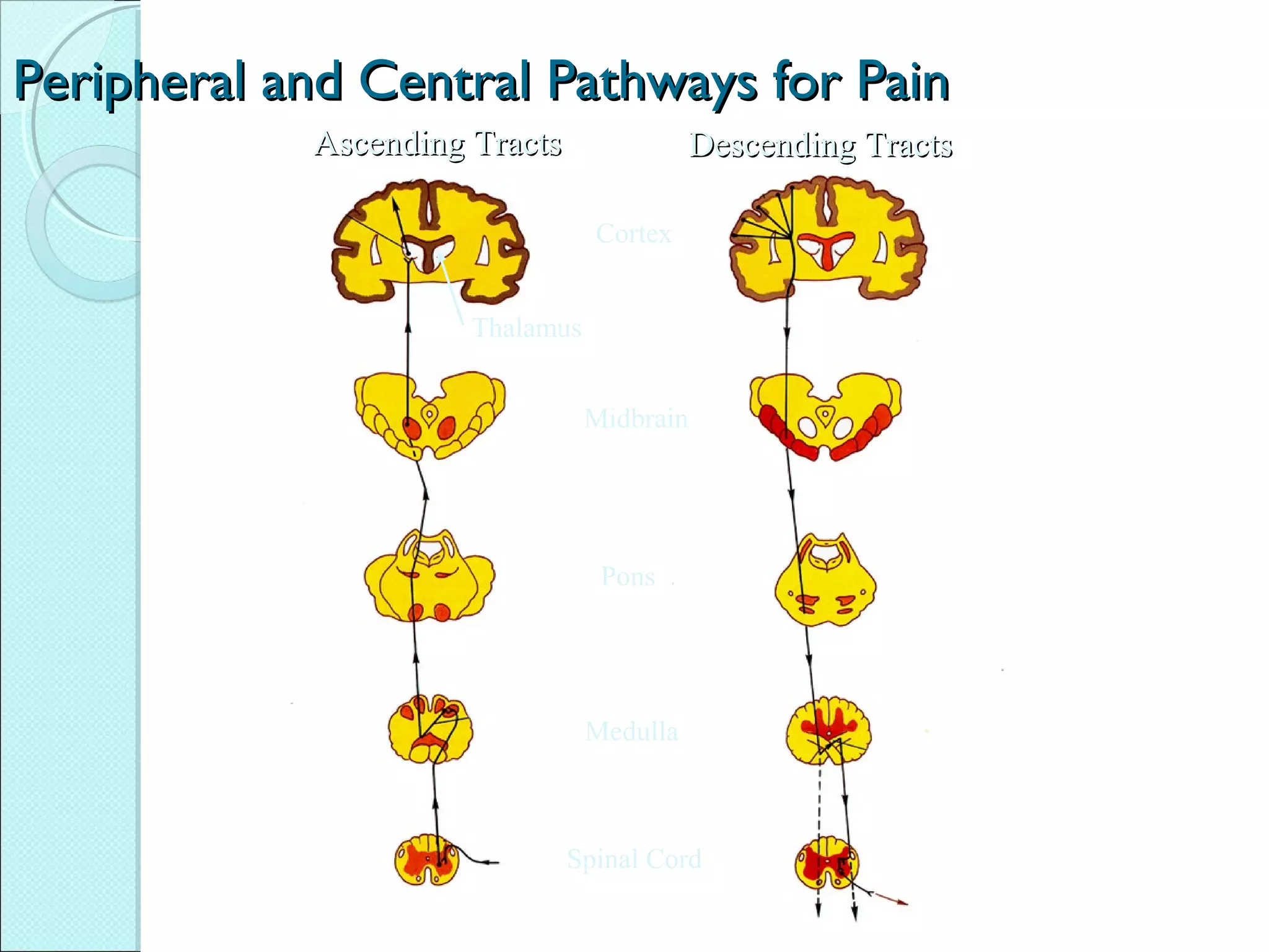 Neurobiology of pain | PPT