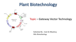 Gateway vector.pptx