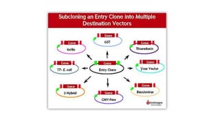 Gateway vector.pptx