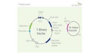 Gateway vector.pptx