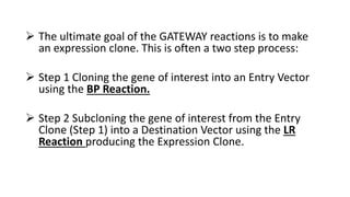 Gateway vector.pptx