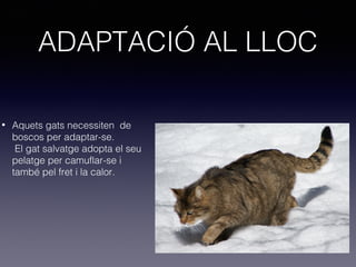 Gat fer | PPT