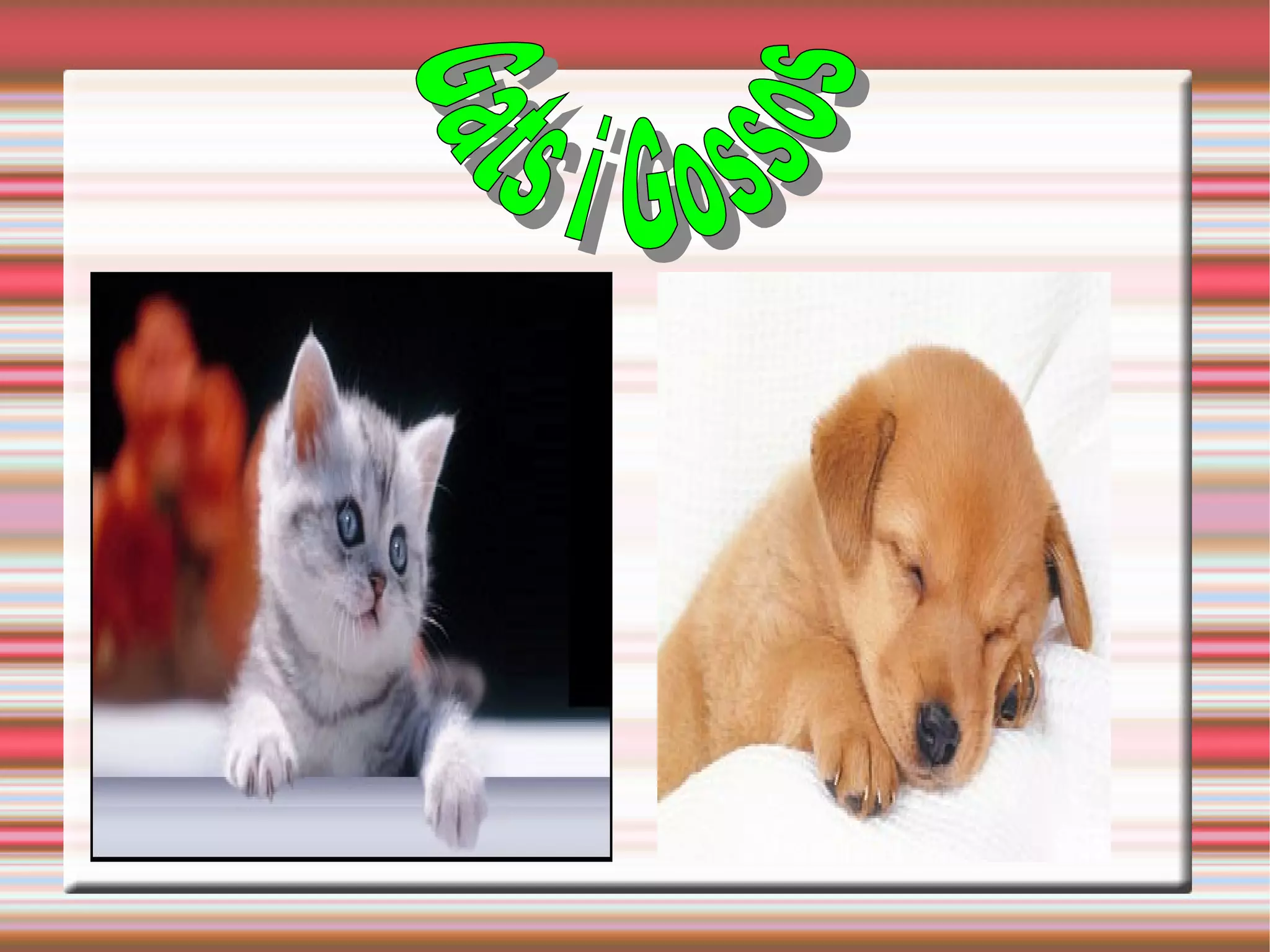 Gat I Gossos | PPT