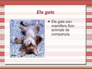 Gat I Gossos | PPT