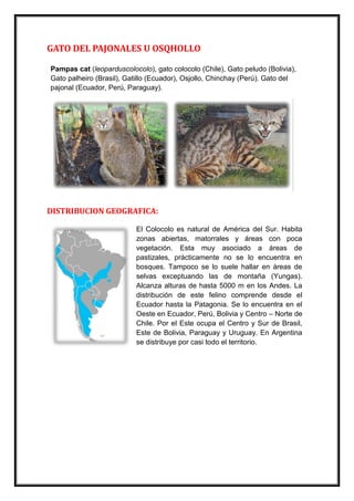 Gato pajonal (leoparduscolocolo) | PDF