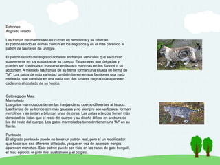 gato atigrado.pptx