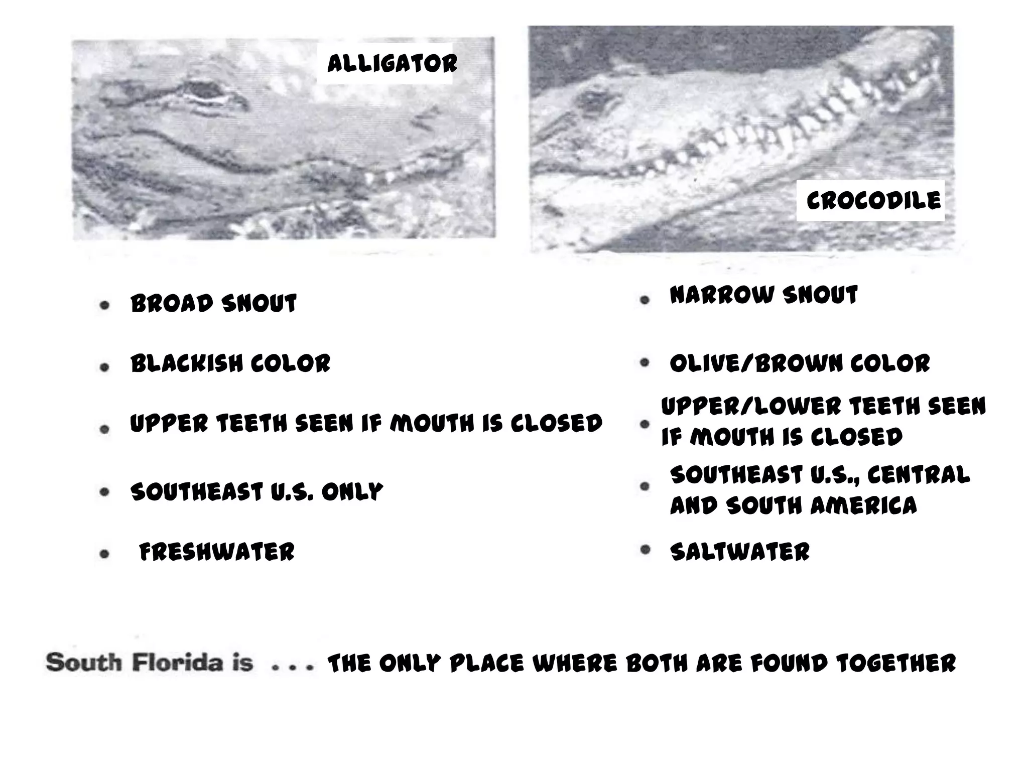 Gator aid powerpoint | PPT