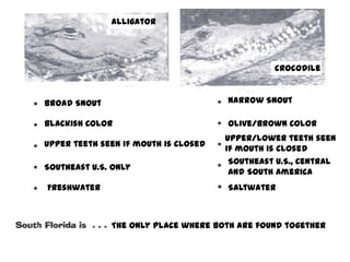 Gator aid powerpoint | PPT