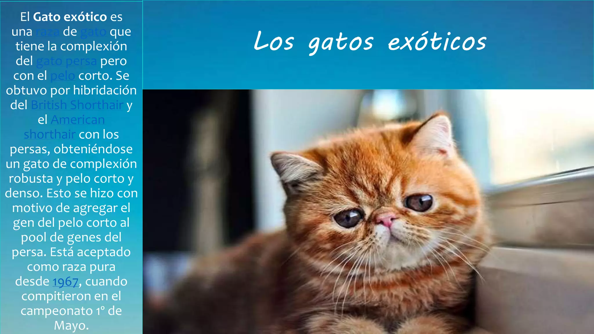 Gatos exóticos "raza" | PPTX