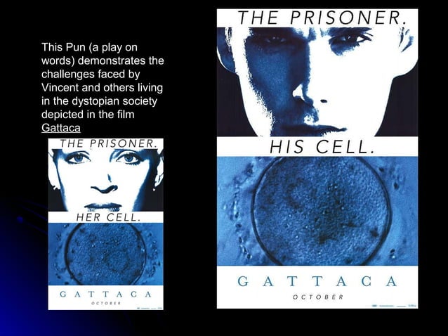 Gattaca Essay Writing Power Point | PPT