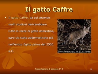 Gatto | PPT