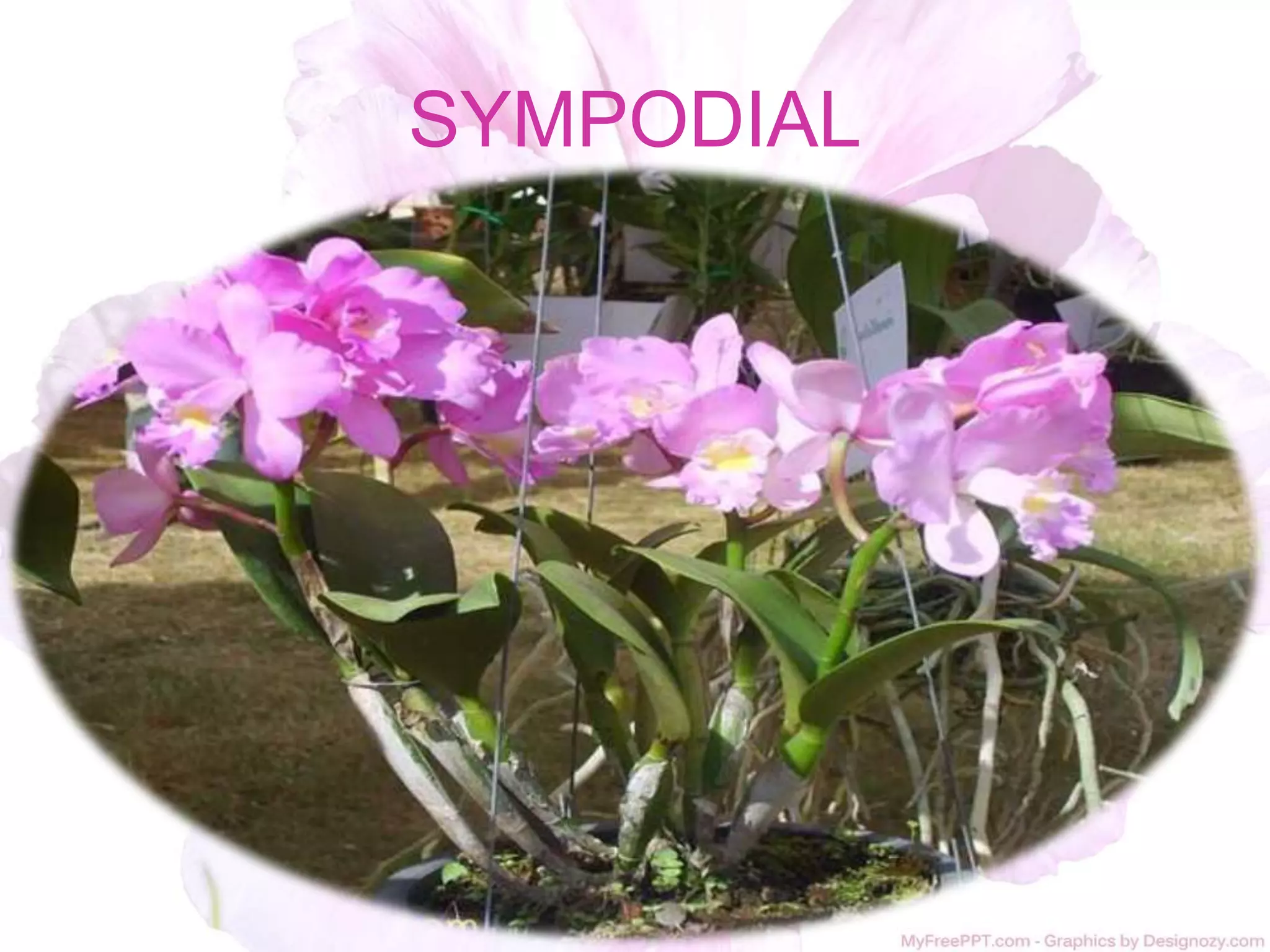 family orchidaceae ppt | PPTX
