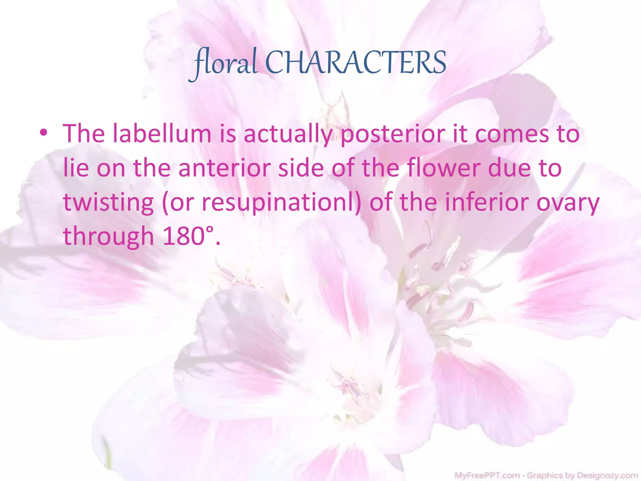 family orchidaceae ppt | PPTX