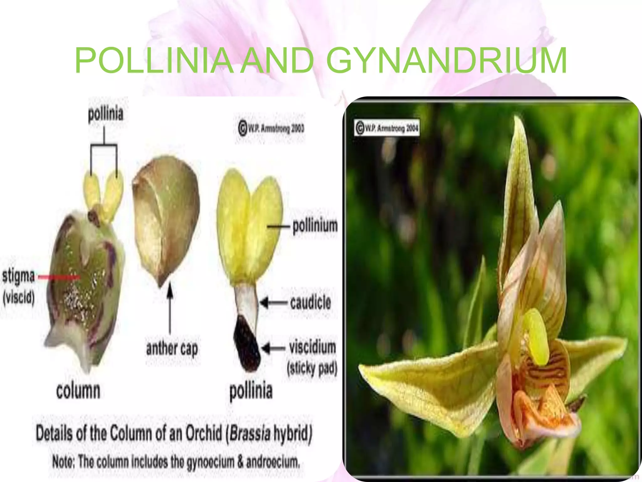 family orchidaceae ppt | PPTX