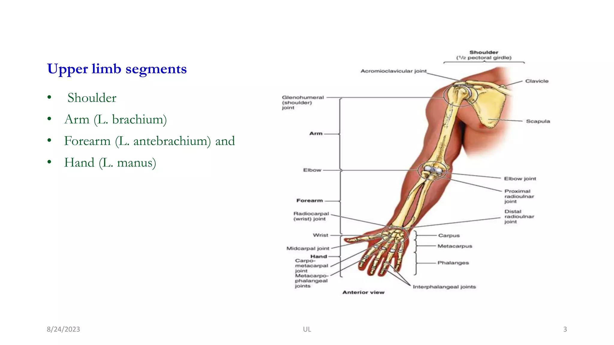 GA Upper limb.pptx