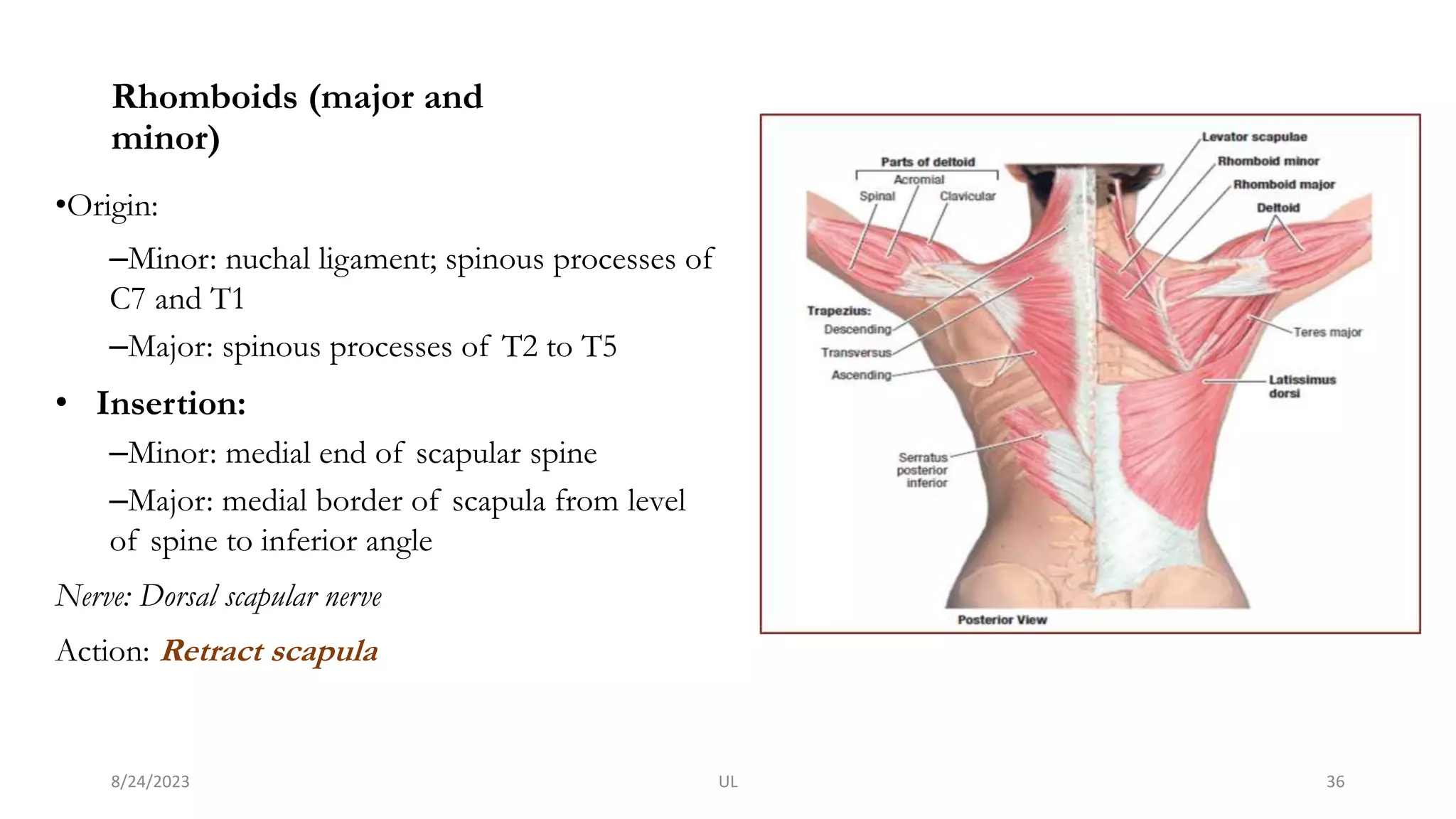 GA Upper limb.pptx